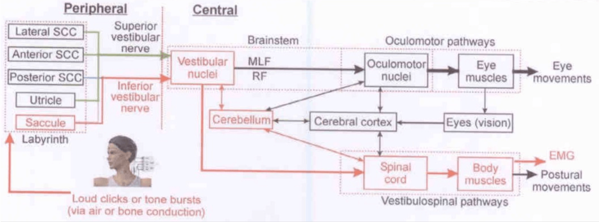Investigatii vestibulare — Clinica Urechii Audiologie