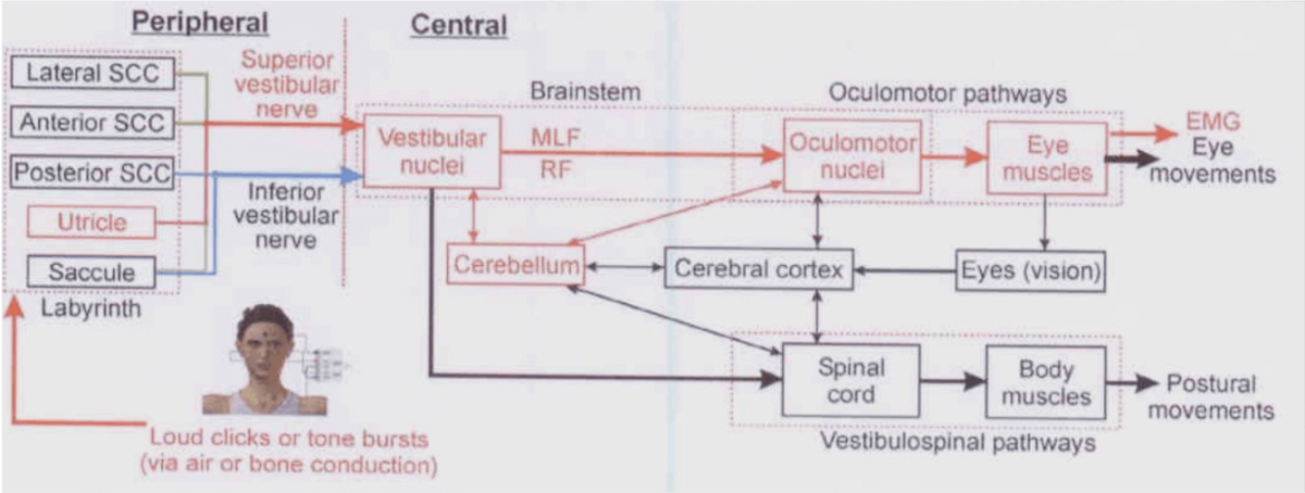 Investigatii vestibulare — Clinica Urechii Audiologie